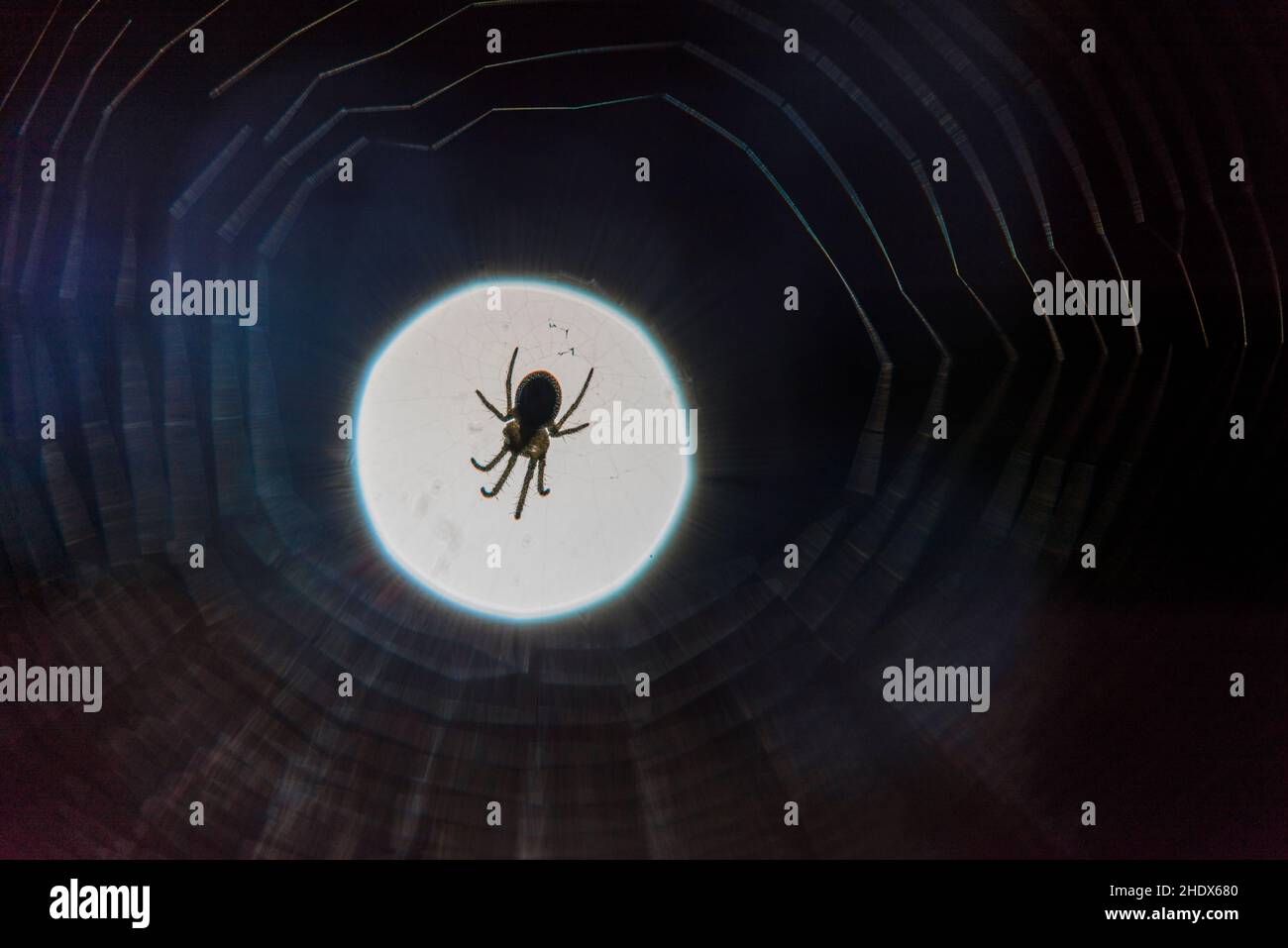 Spider web shapes hi-res stock photography and images - Alamy