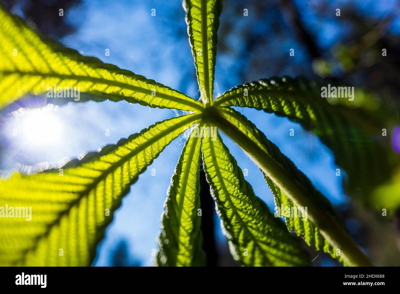 chestnut leaf, leaf shape, chestnut leafs, leaf shapes Stock Photo - Alamy