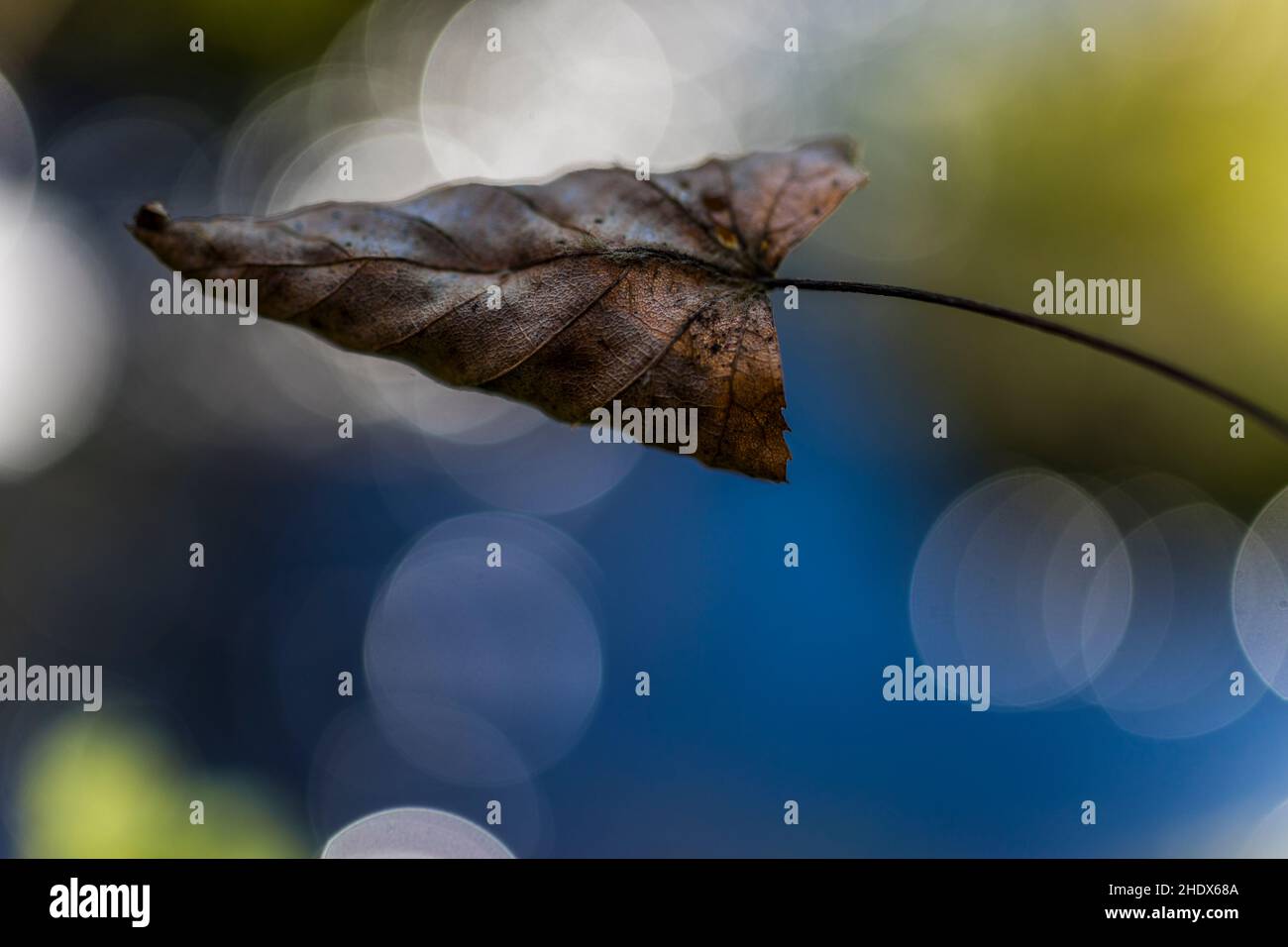 leaf, leaf veins, dried plant, leafs, leaf vein, dried plants Stock ...