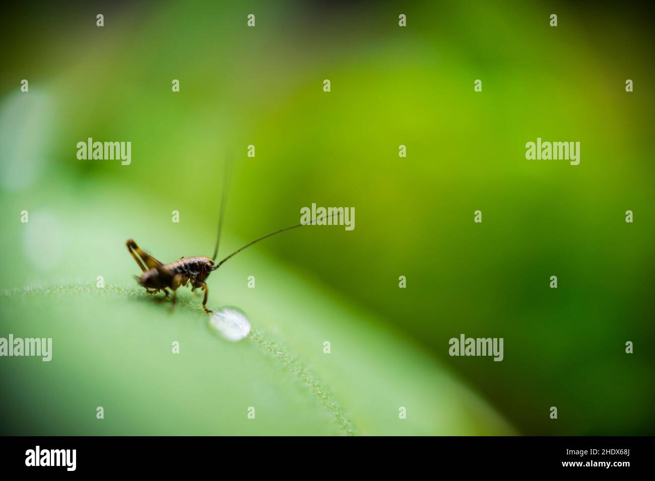 Selective focus on grasshopper hi-res stock photography and images - Alamy
