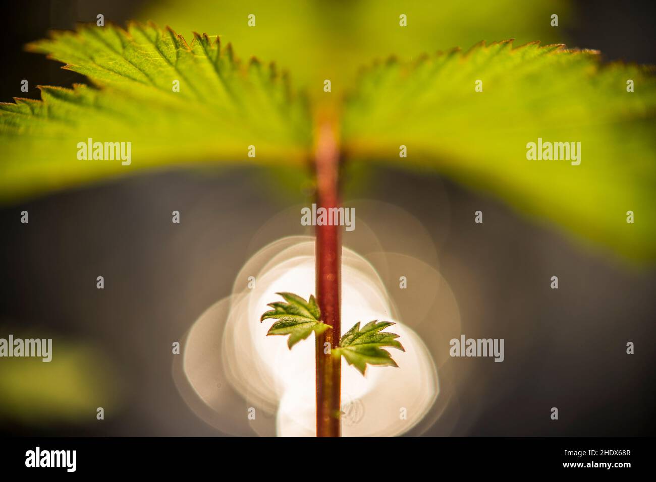 leaf, stem, leaf shape, leafs, stems, leaf shapes Stock Photo - Alamy