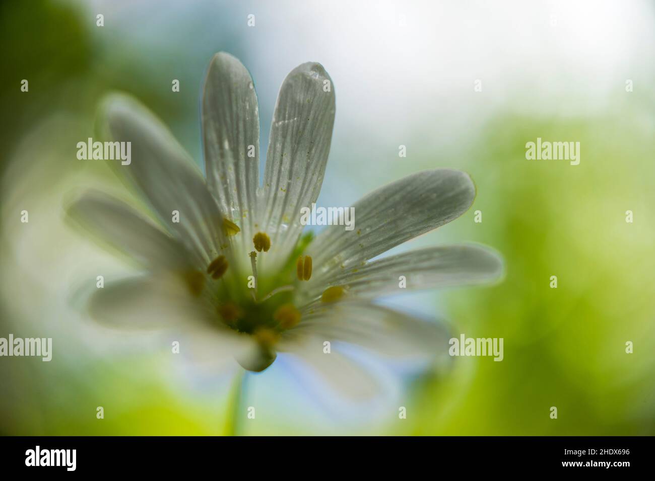 Landscape with windflowers hi-res stock photography and images - Alamy