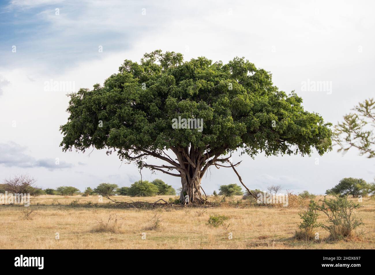 Large old fig tree hi-res stock photography and images - Alamy