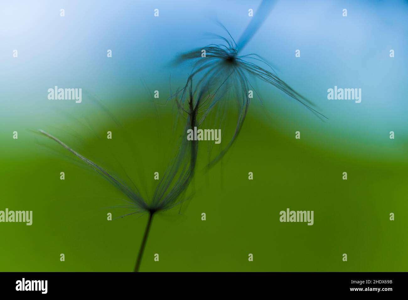 Filigrees High Resolution Stock Photography and Images - Alamy