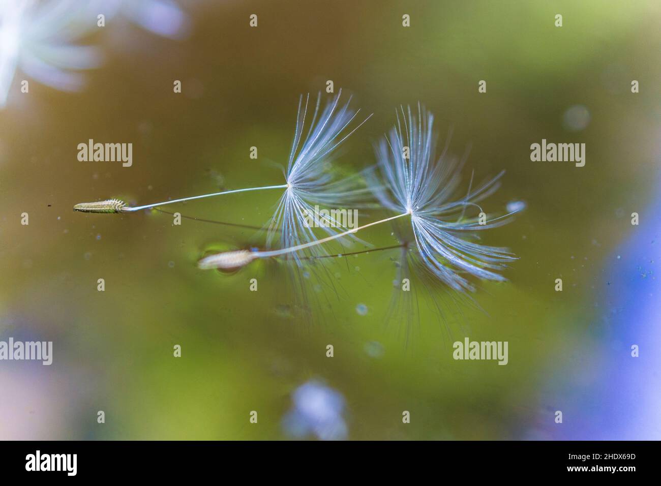 seed, crob, seeds, sowing Stock Photo - Alamy