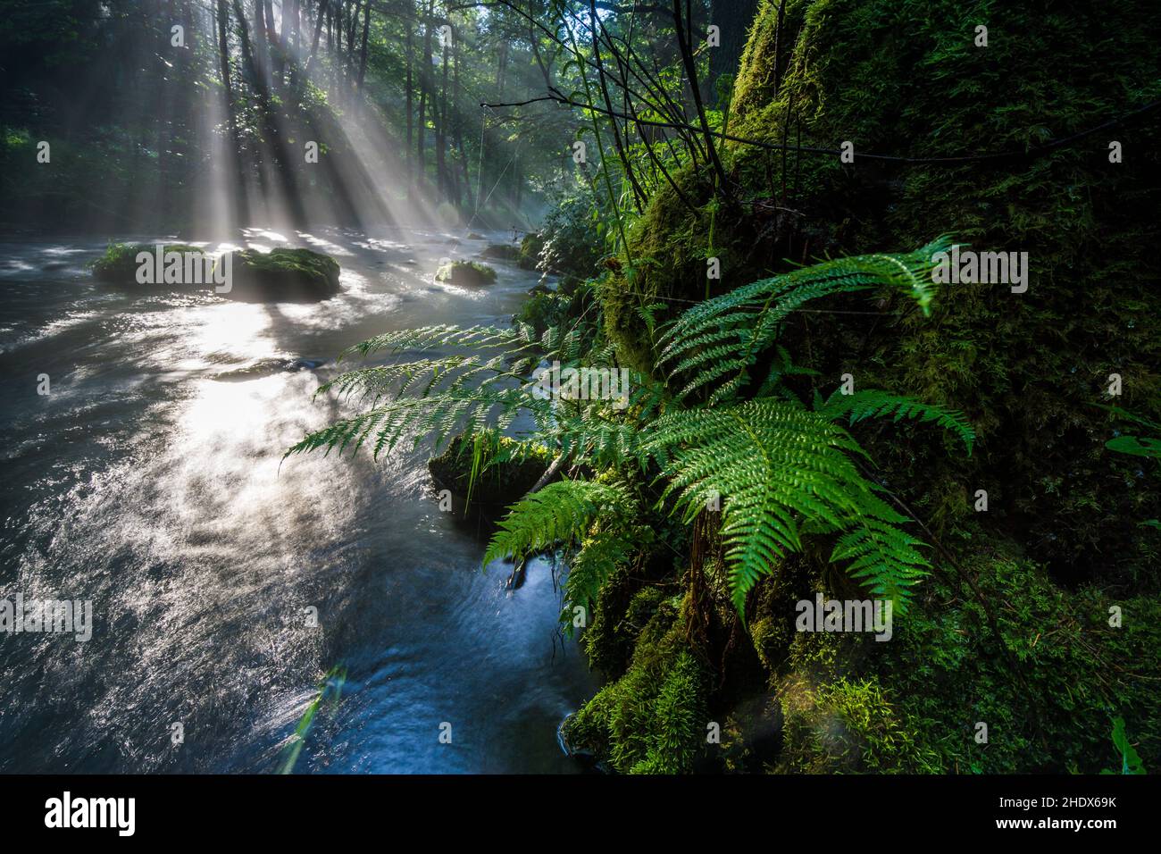 forest, river, fern, forests, wood, woodland, woods, rivers, ferns ...