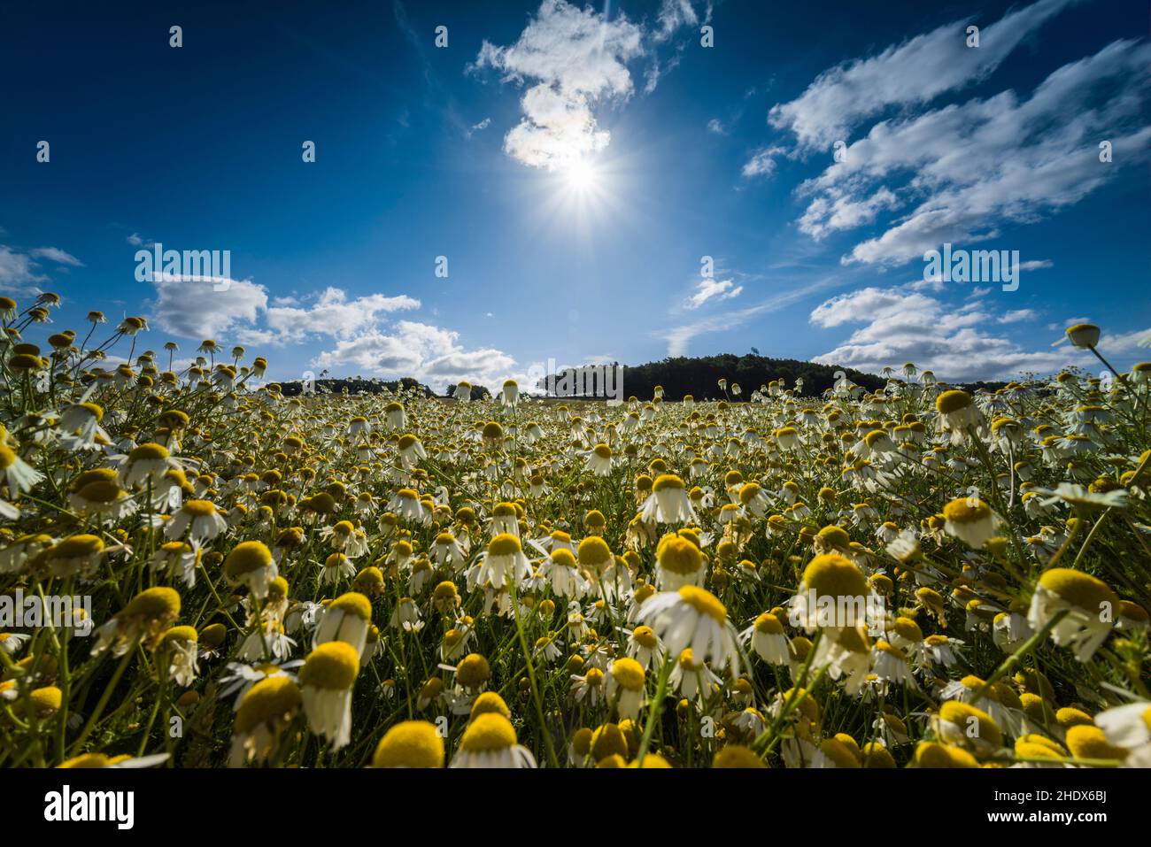 field, chamomile, fields, chamomile plants Stock Photo - Alamy