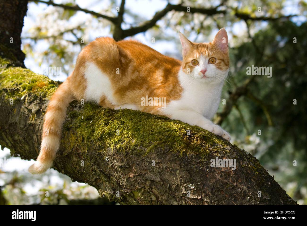 cat, free range, cats Stock Photo - Alamy