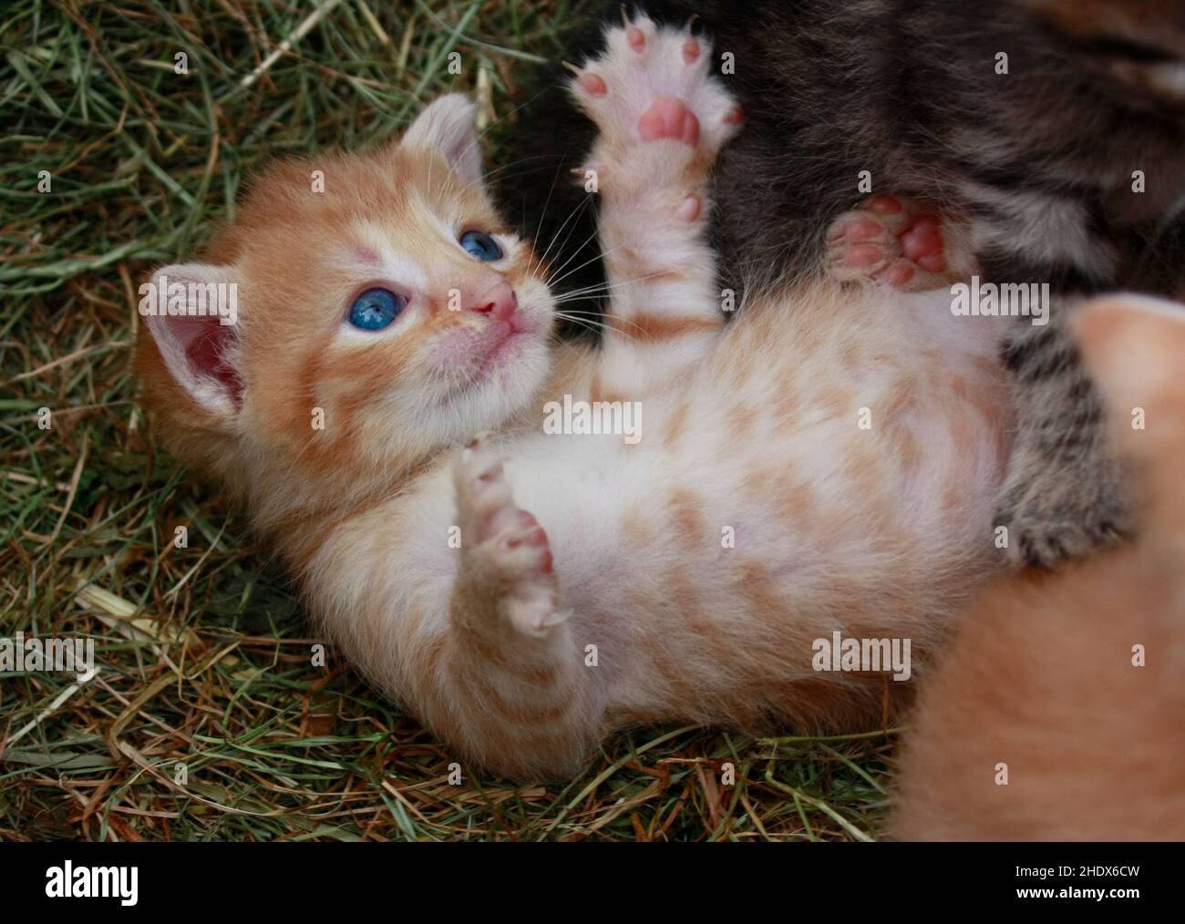 Kittens playing nobody hi-res stock photography and images - Alamy