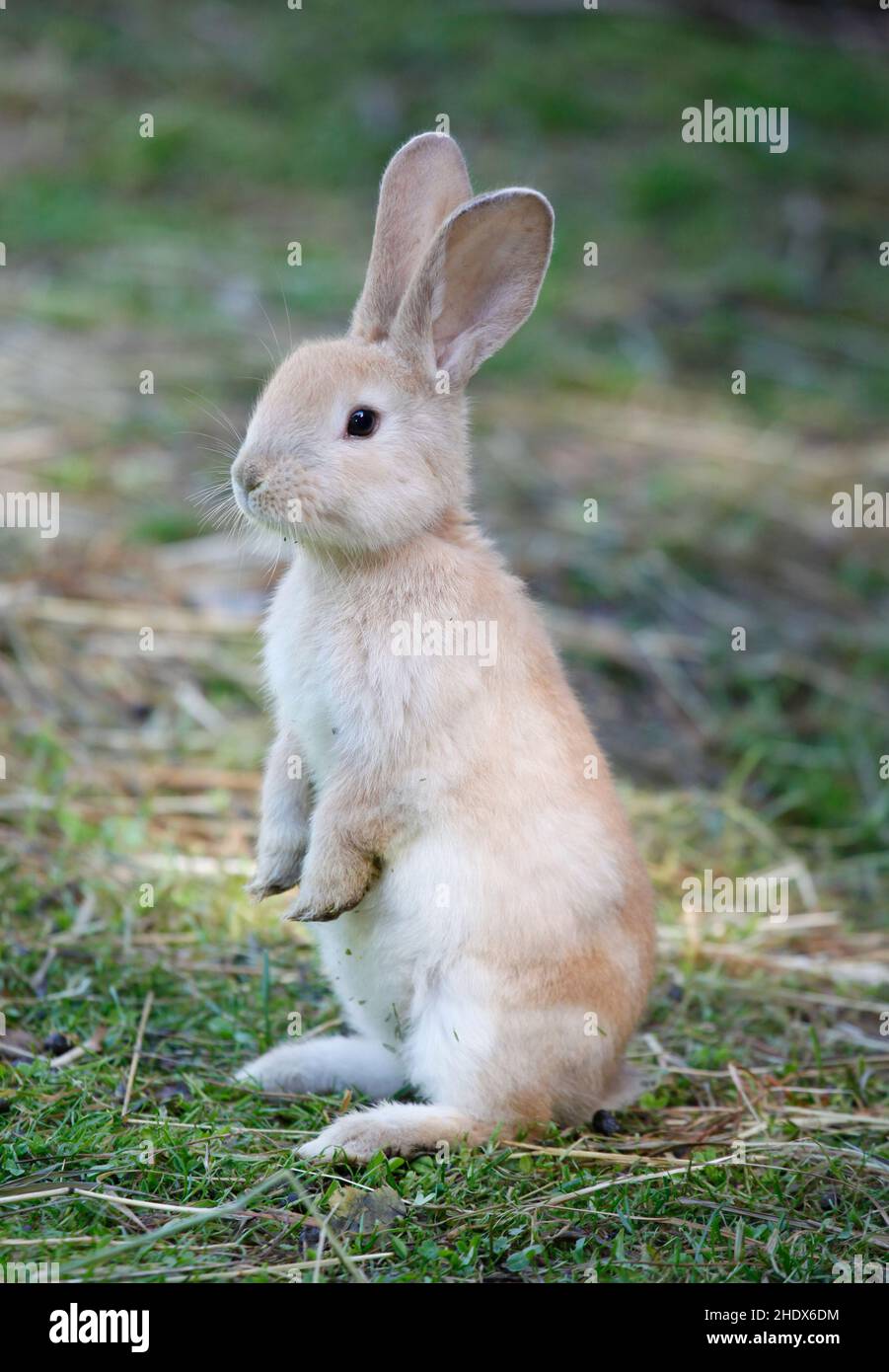 curious, rabbit, nosies, rabbits Stock Photo - Alamy