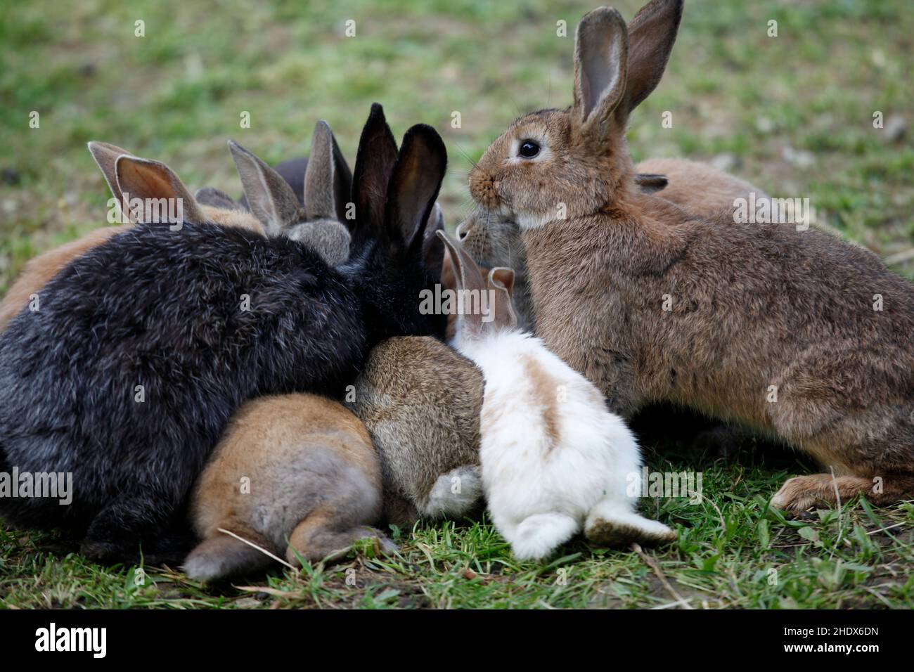 Various rabbits hi-res stock photography and images - Alamy