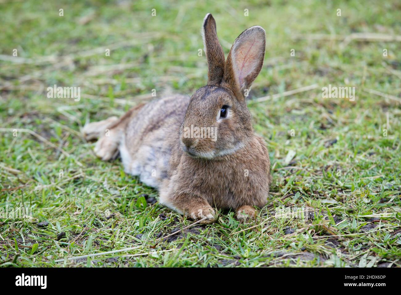 rabbit, hare, rabbits Stock Photo - Alamy