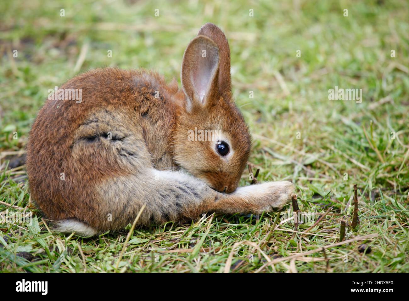 rabbit, grooming, rabbits Stock Photo - Alamy