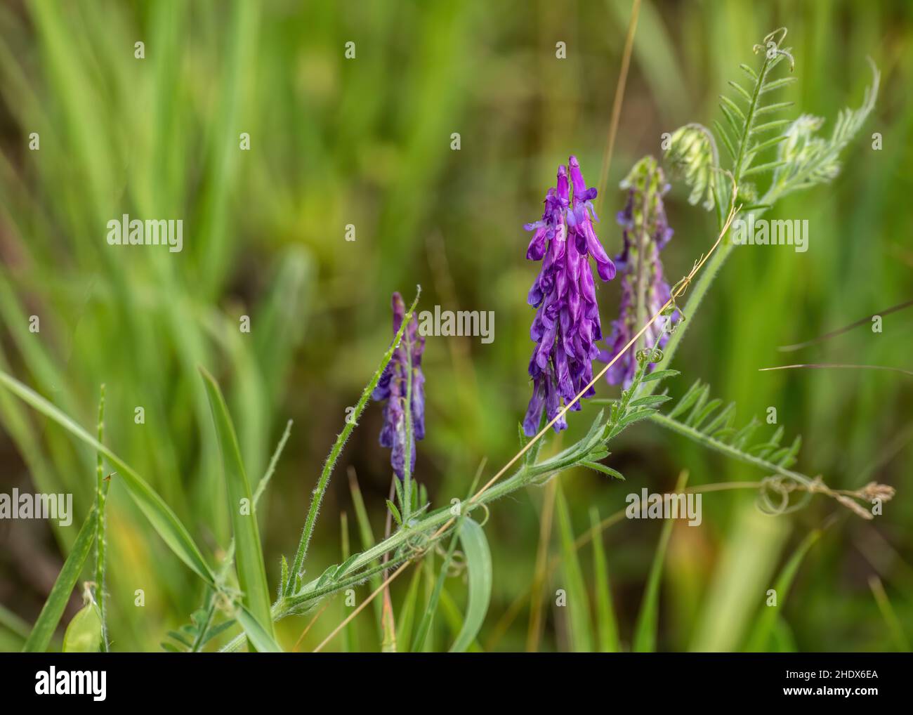 Hairy vetches hi-res stock photography and images - Alamy