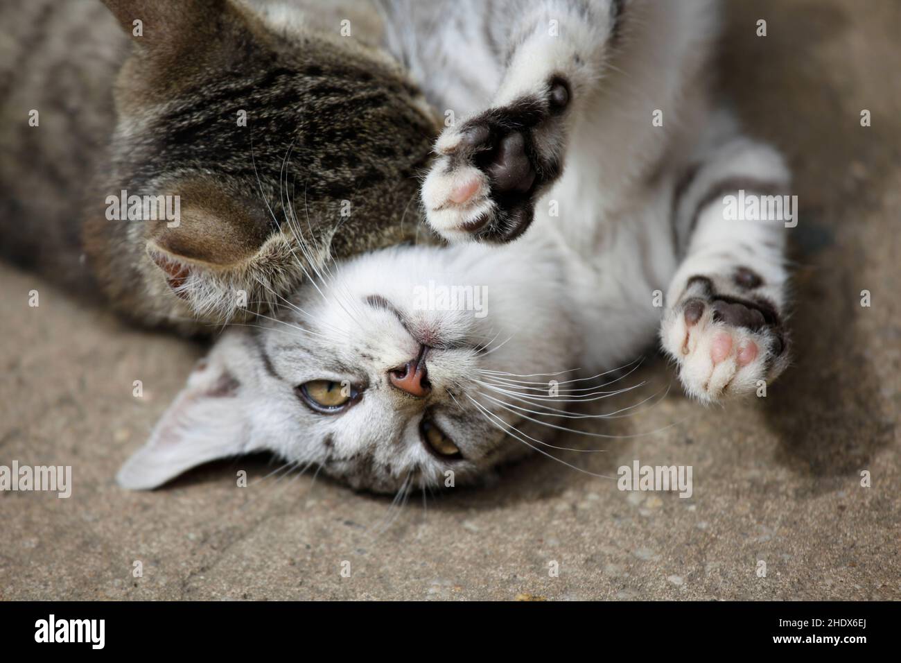 playful, kittens, playfuls, kitten Stock Photo - Alamy