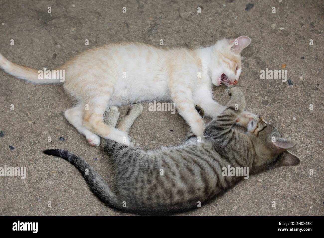 playing, kittens, play, kitten Stock Photo - Alamy