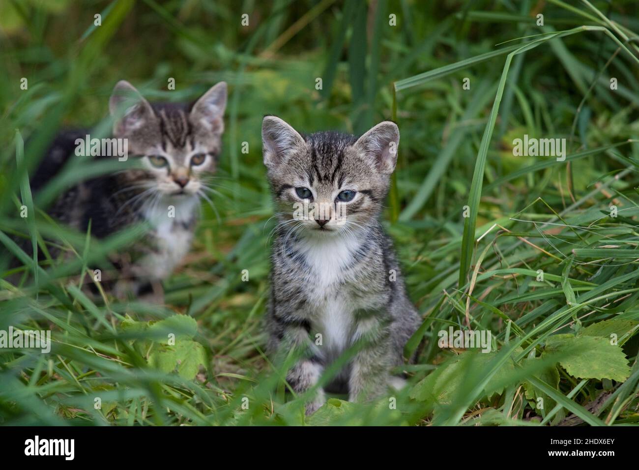 kittens, siblings, kitten Stock Photo - Alamy