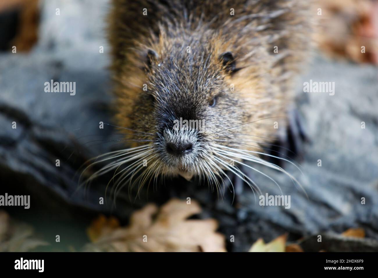animal portrait, nutria, animal portraits, coypu, nutrias Stock Photo ...