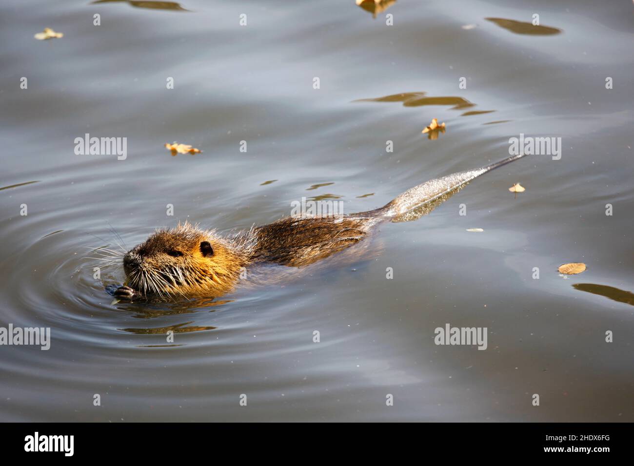 swim, nutria, swimmer, swimmers, swimming, coypu, nutrias Stock Photo ...