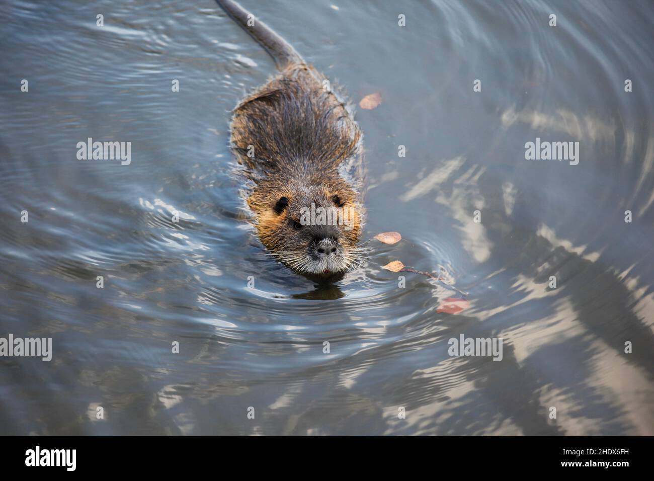 swim, nutria, swimmer, swimmers, swimming, coypu, nutrias Stock Photo ...