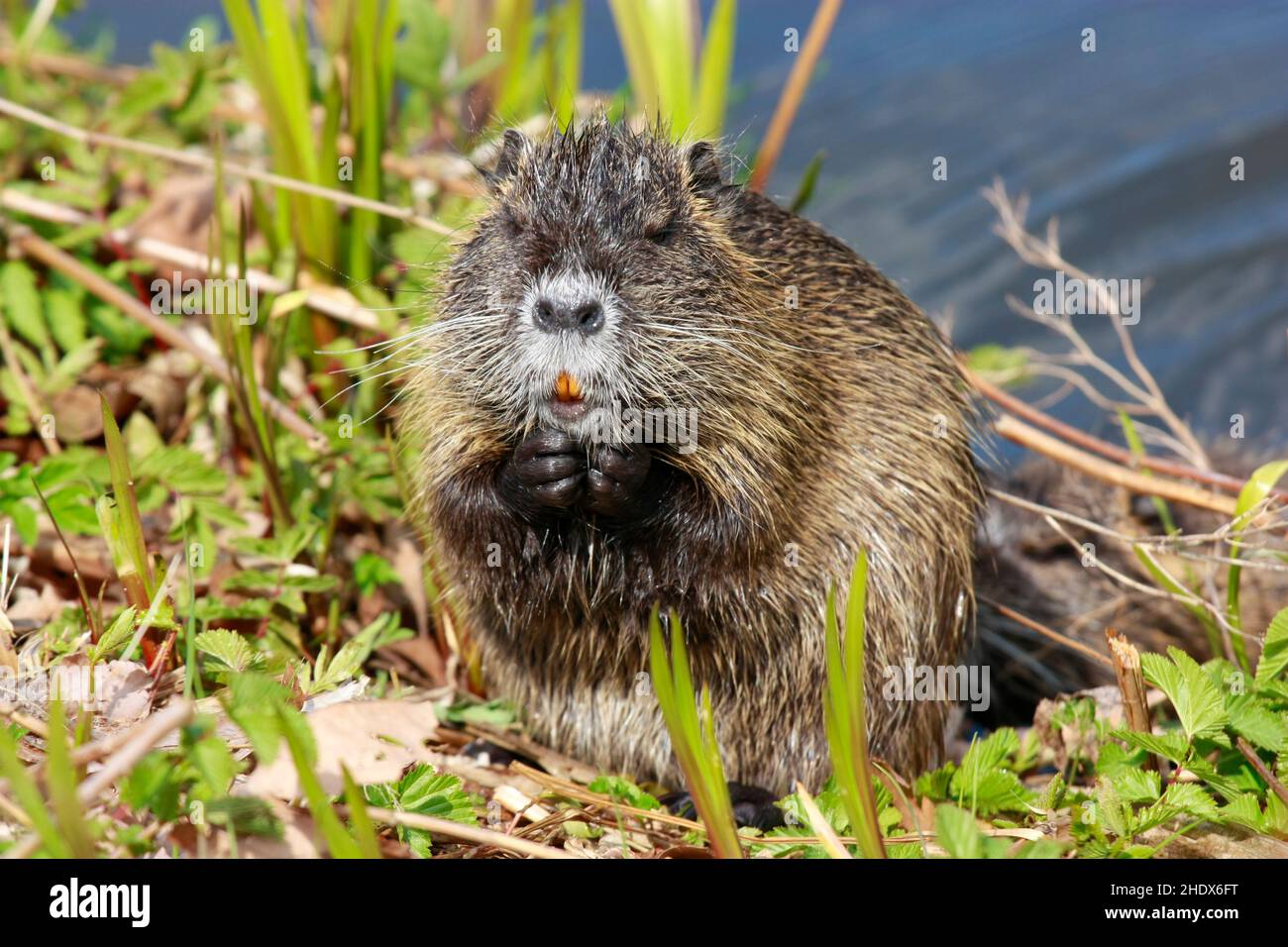 nutria, beaver tail, coypu, nutrias Stock Photo - Alamy