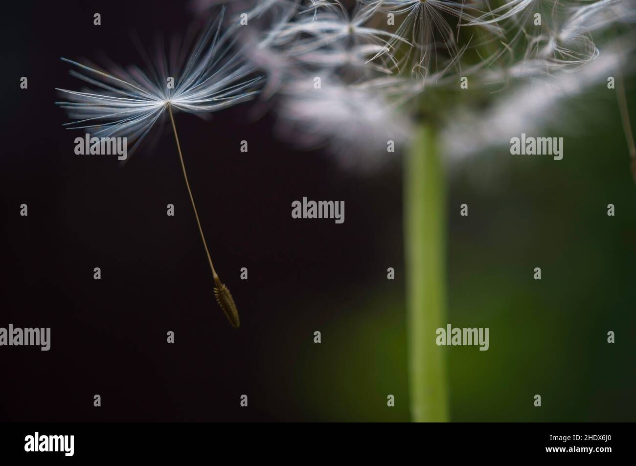 filigree, seed, filigrees, crob, seeds, sowing Stock Photo - Alamy