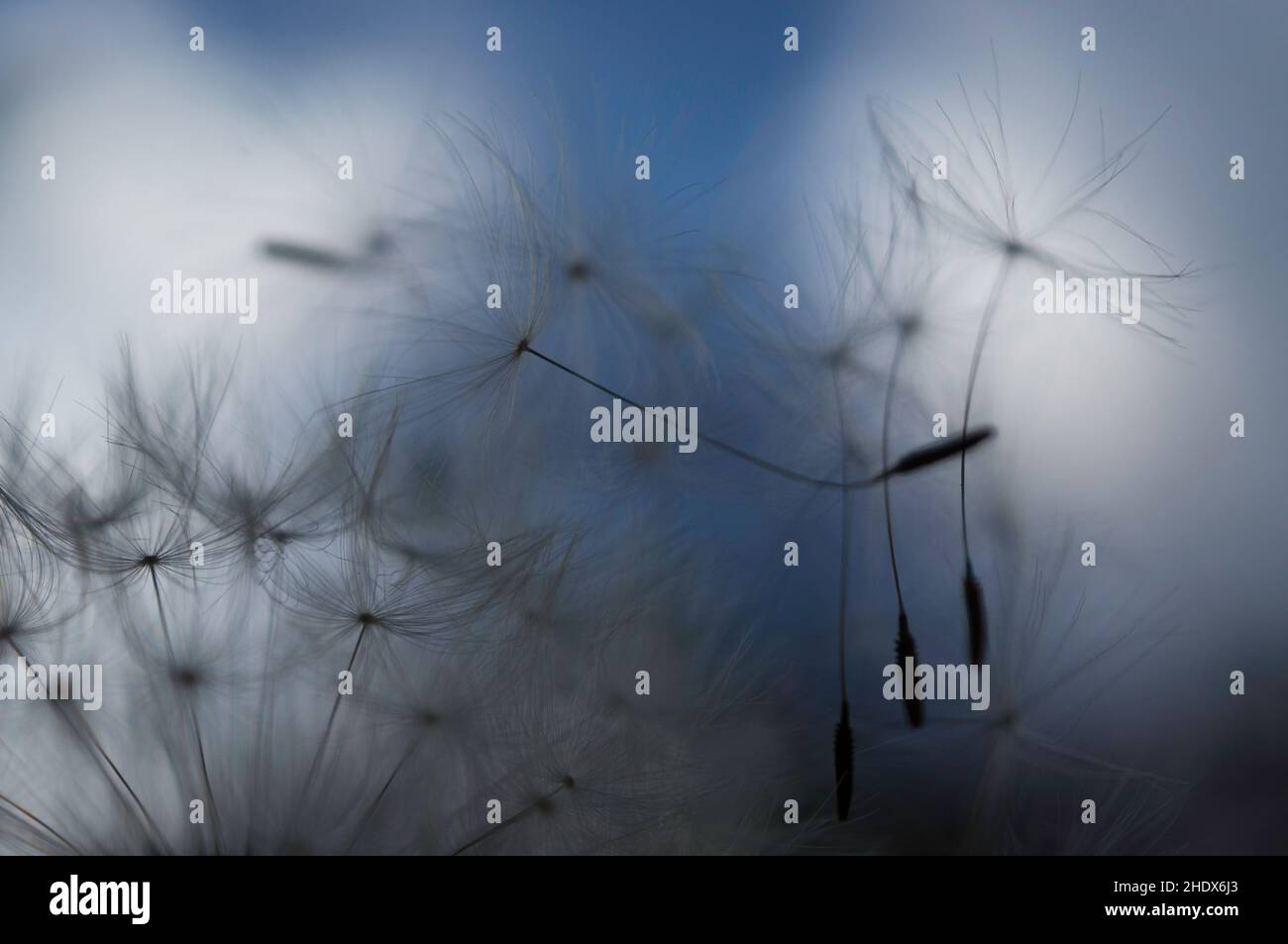 filigree, seed, filigrees, crob, seeds, sowing Stock Photo - Alamy