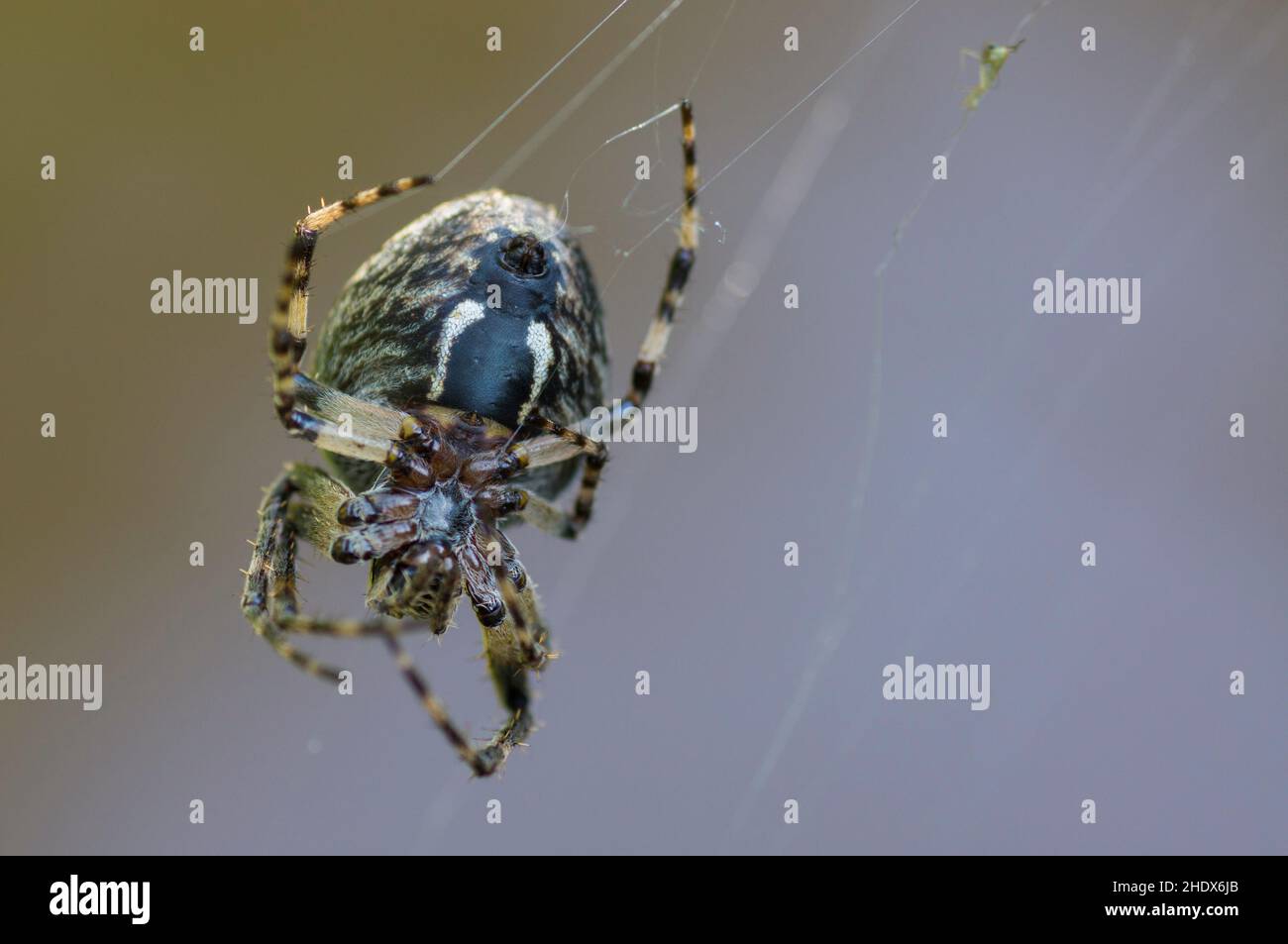 Arachnid spiders hi-res stock photography and images - Alamy