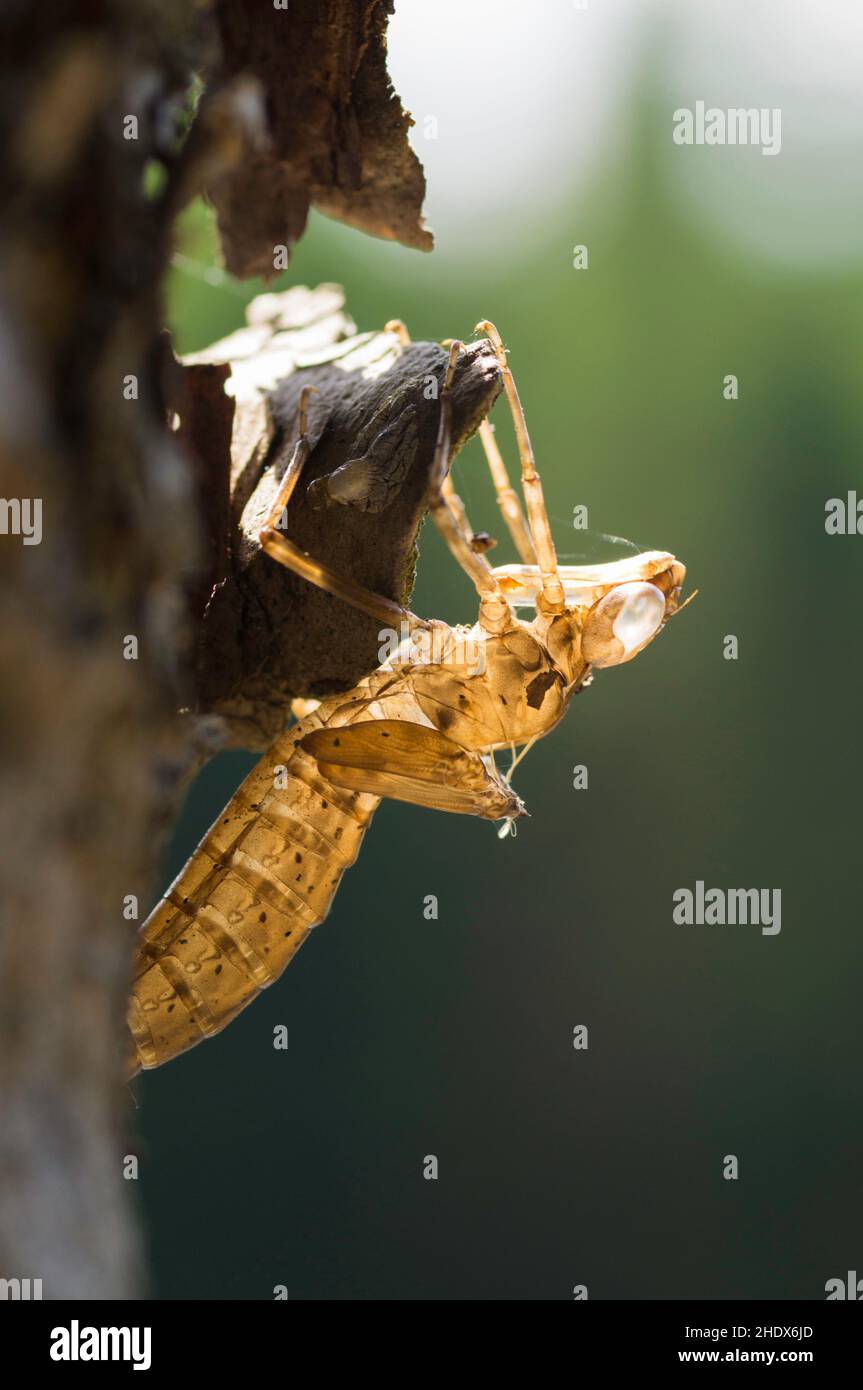 insect, cover, insects, covers Stock Photo - Alamy