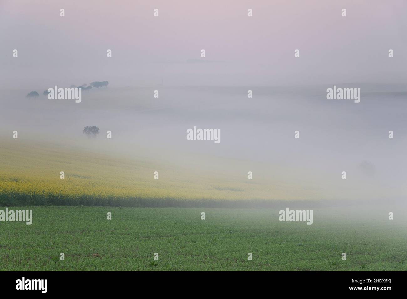 field, fog, fields, fogs Stock Photo - Alamy