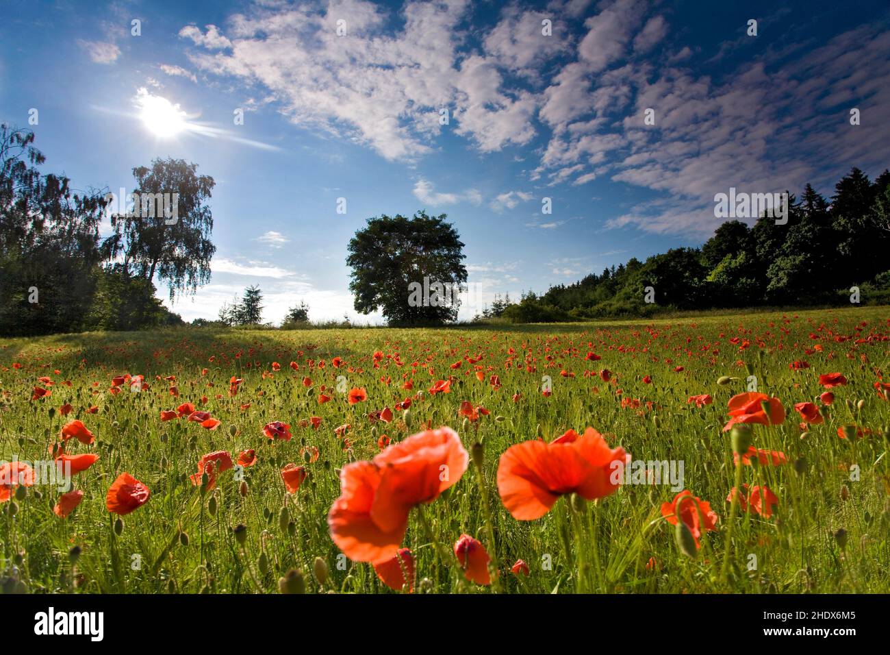 landscape, poppy fields, landscapes, rural, rural scene, scene, scenery ...