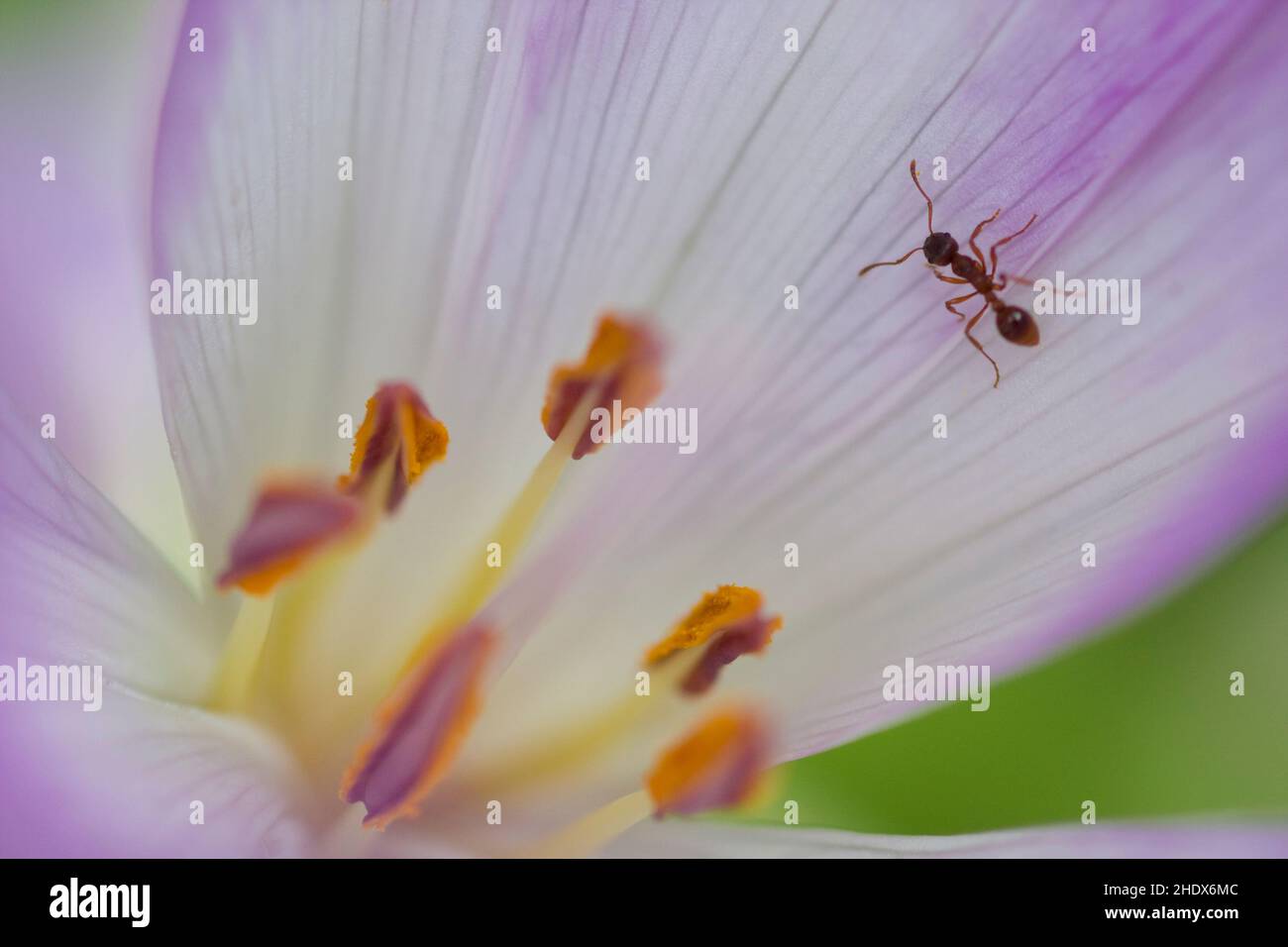 blossom, ant, anther, blossoms, ants, anthers Stock Photo - Alamy