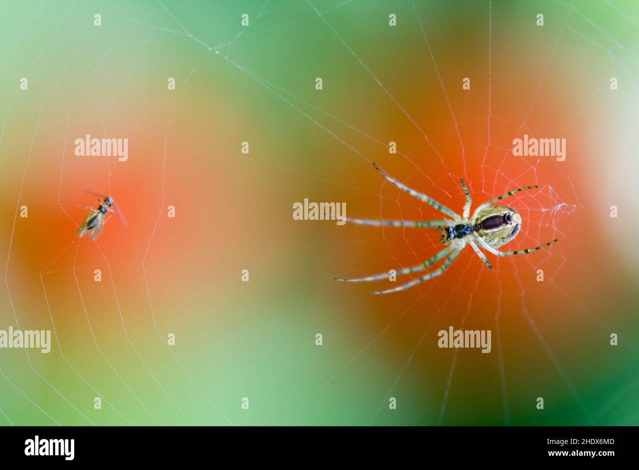 spider web, spider, prey, spider webs, spiders Stock Photo - Alamy