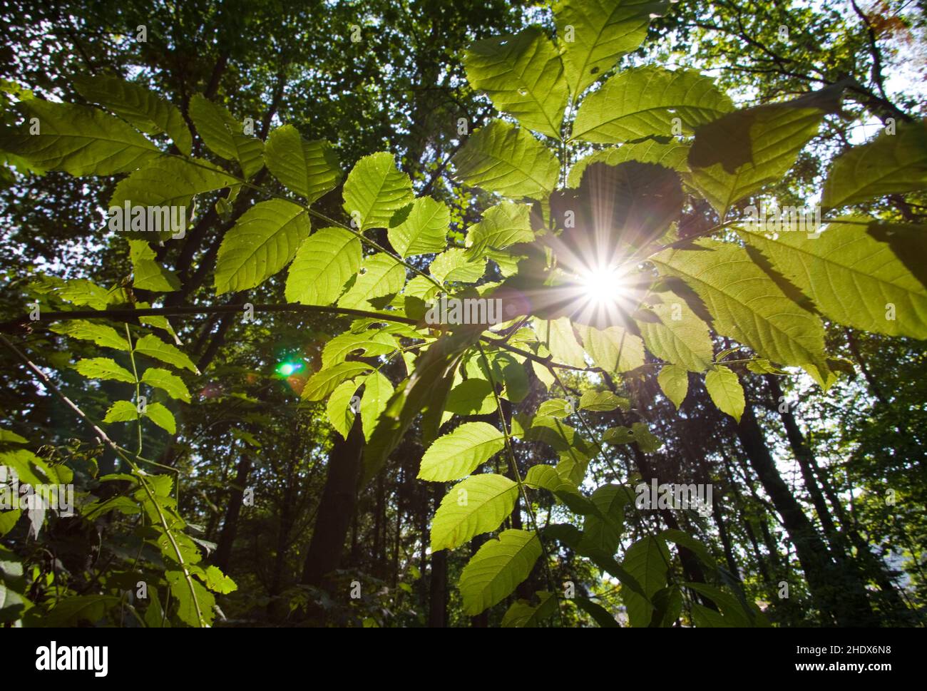 Canopy trees sun ray forest hi-res stock photography and images - Alamy