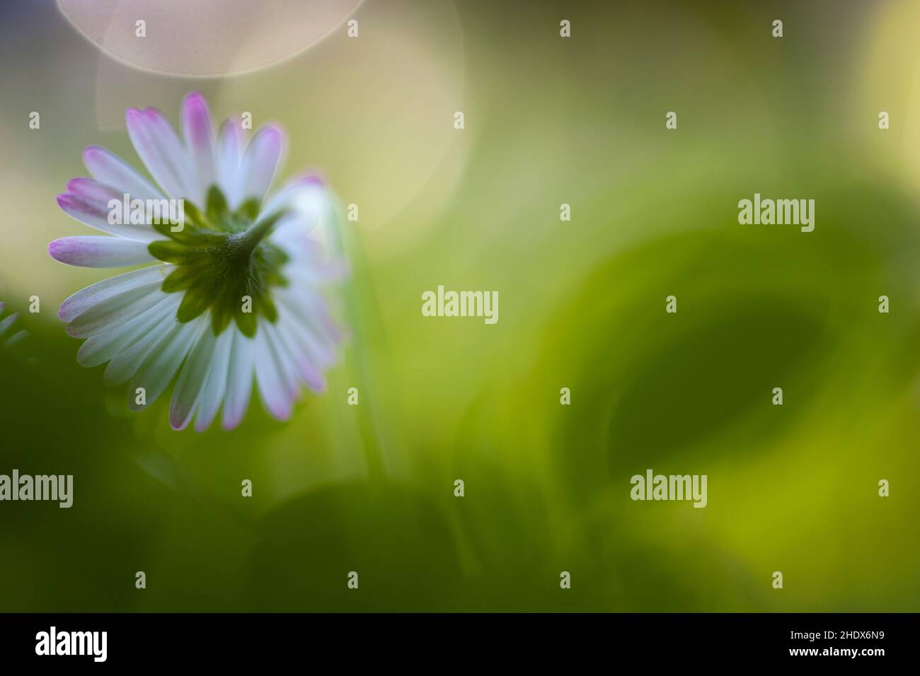 macro, daisy, macros, daisies Stock Photo - Alamy