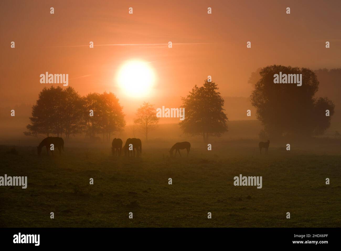 horses, paddock, dawn, horse, paddocks, dawns Stock Photo - Alamy