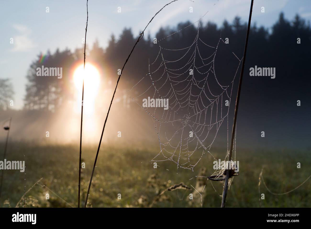 sunrise, spider web, morning dew, sun rises, sunrises, spider webs ...