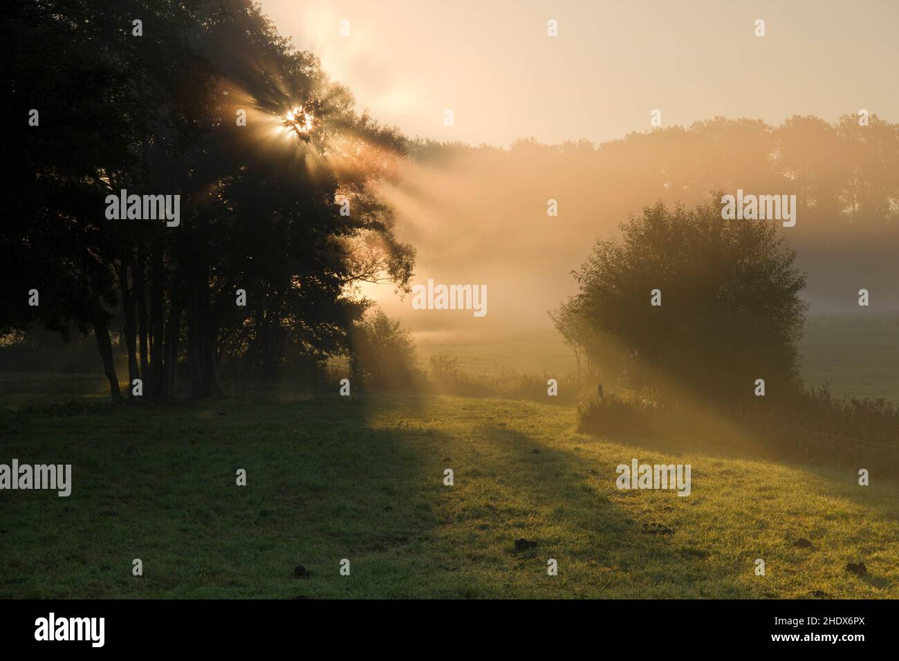 Forest mood and not light beams hi-res stock photography and images - Alamy