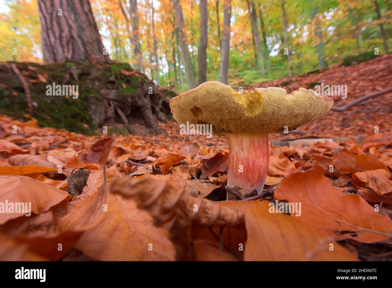 mushroom, bitter beech bolete, edible mushroom, mushrooms Stock Photo ...