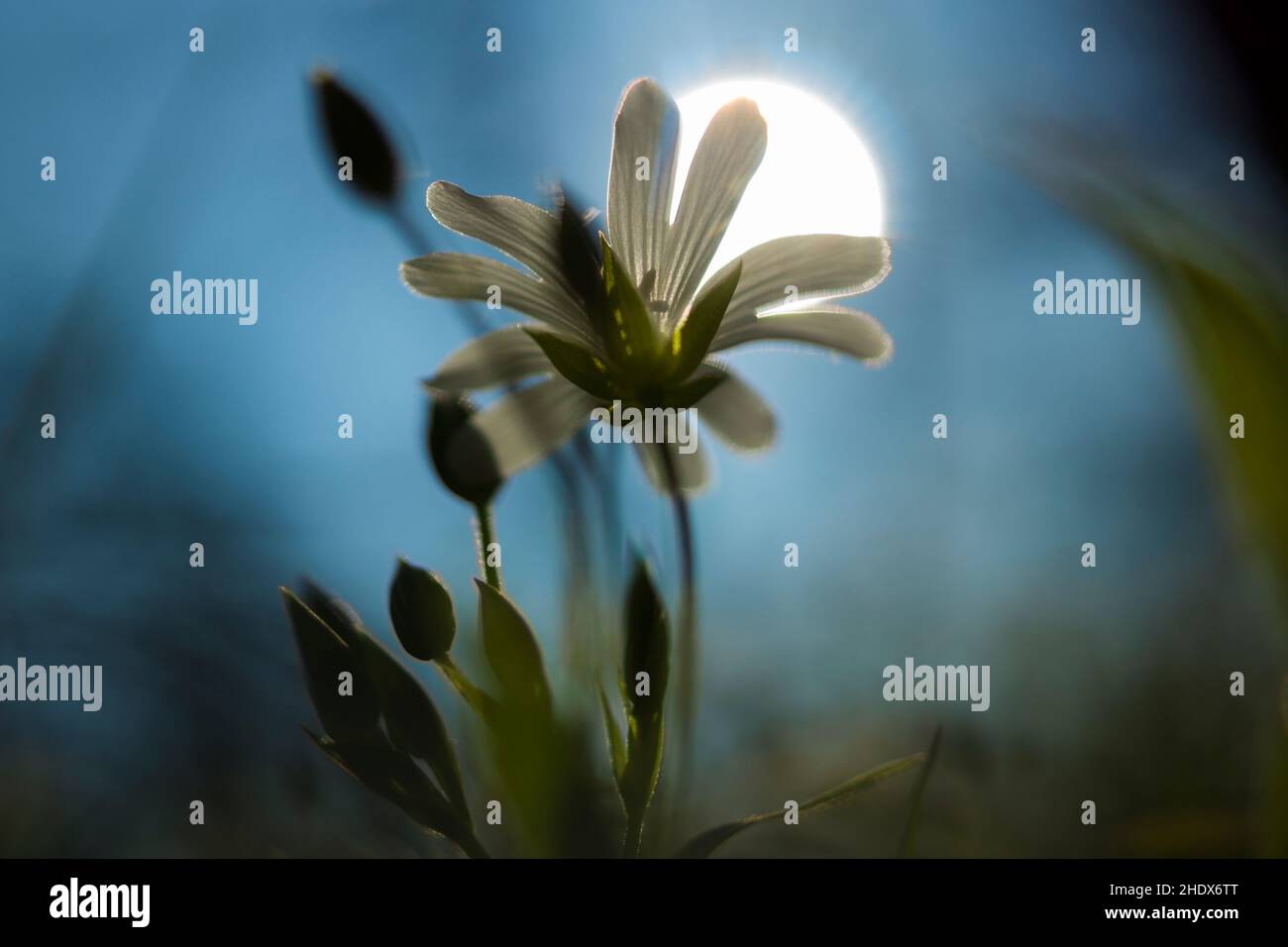 backlighting, sun, chickweed, back lit, suns, sunspot, chickweeds Stock ...