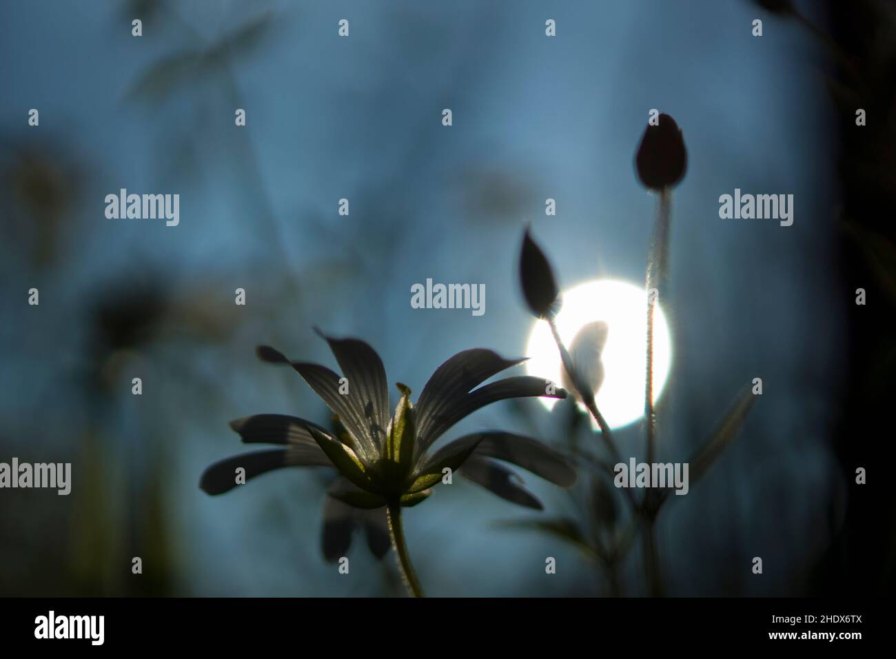 twilight, blue hour, mystical, twilights, blue hours, mysterious ...