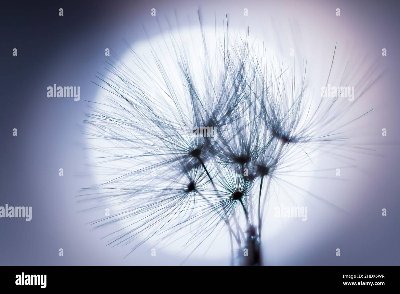 filigree, seed, filigrees, crob, seeds, sowing Stock Photo - Alamy