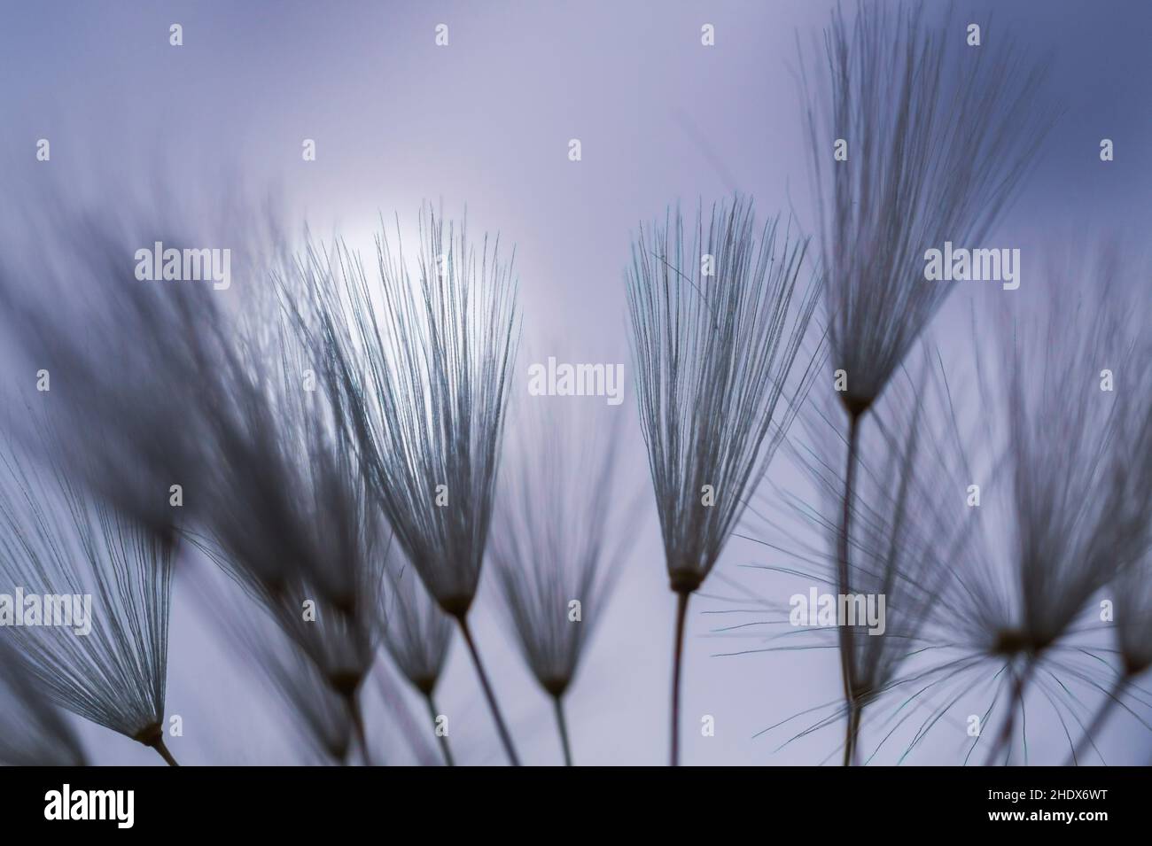 macro, seed, macros, crob, seeds, sowing Stock Photo - Alamy