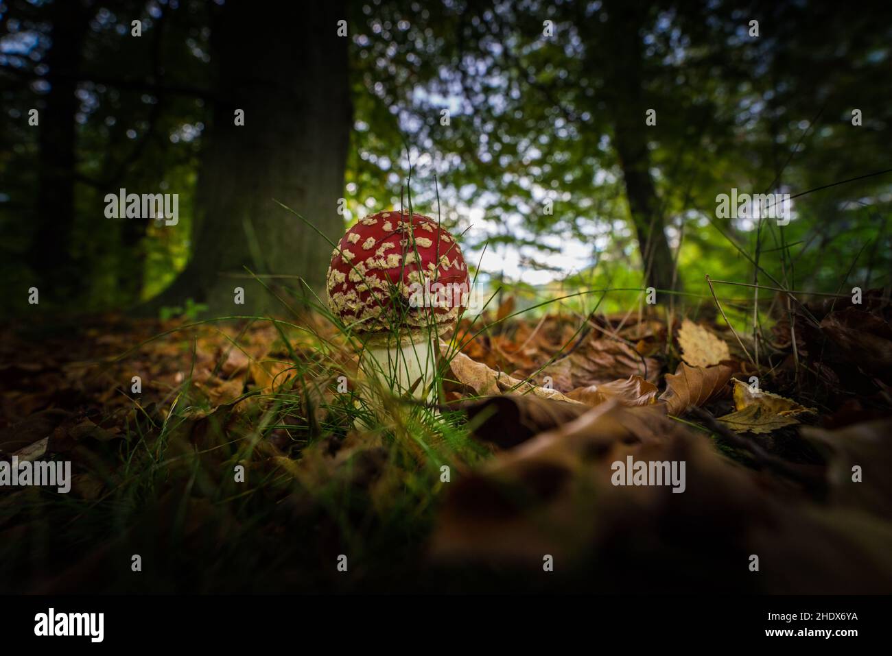 fly agaric, fly agarics Stock Photo - Alamy
