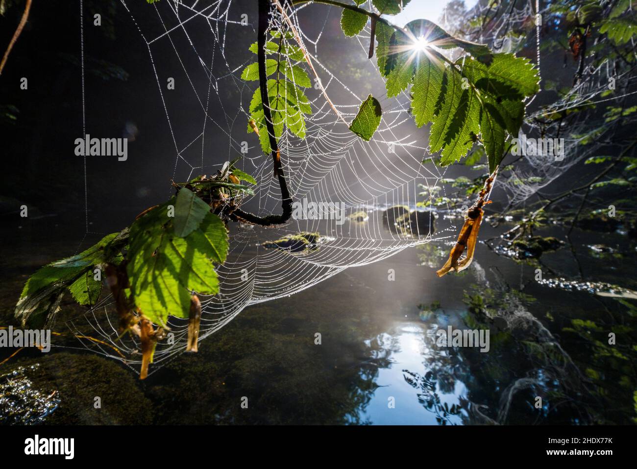 forest, spider web, forests, wood, woodland, woods, spider webs Stock ...