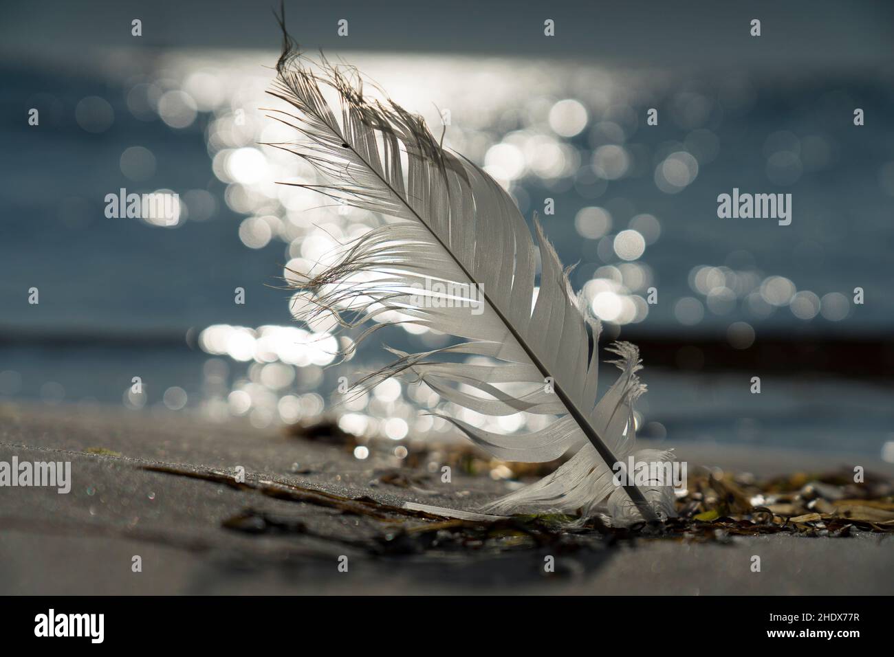 beach, bird feather, beaches, seaside, bird feathers Stock Photo - Alamy