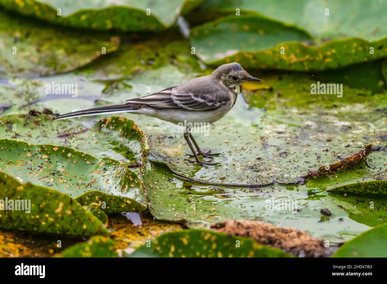Wagtail Chicks High Resolution Stock Photography and Images - Alamy