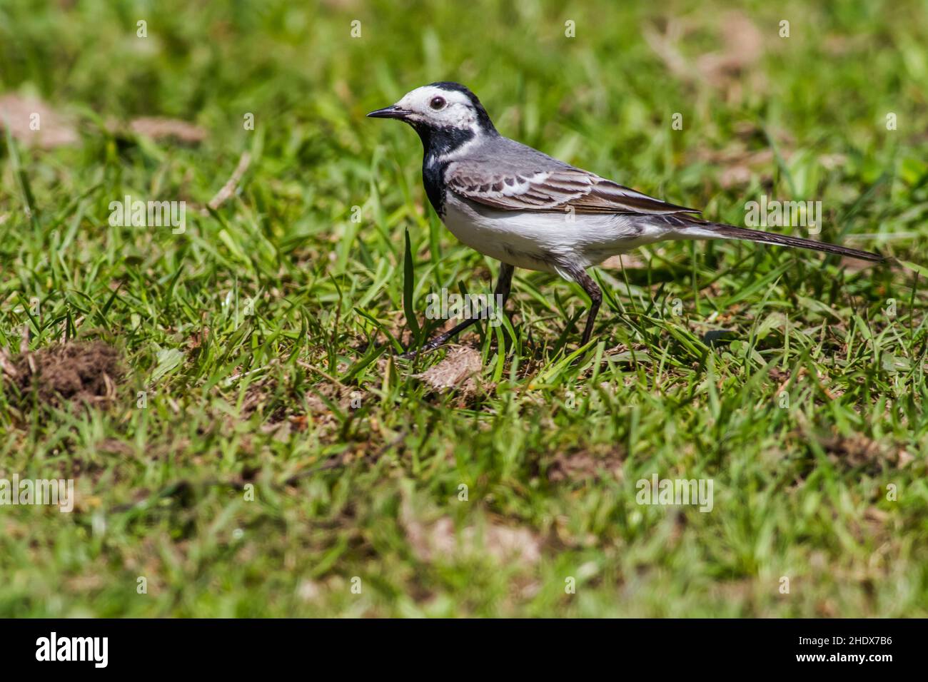 bird, wagtail, birds, wagtails Stock Photo - Alamy