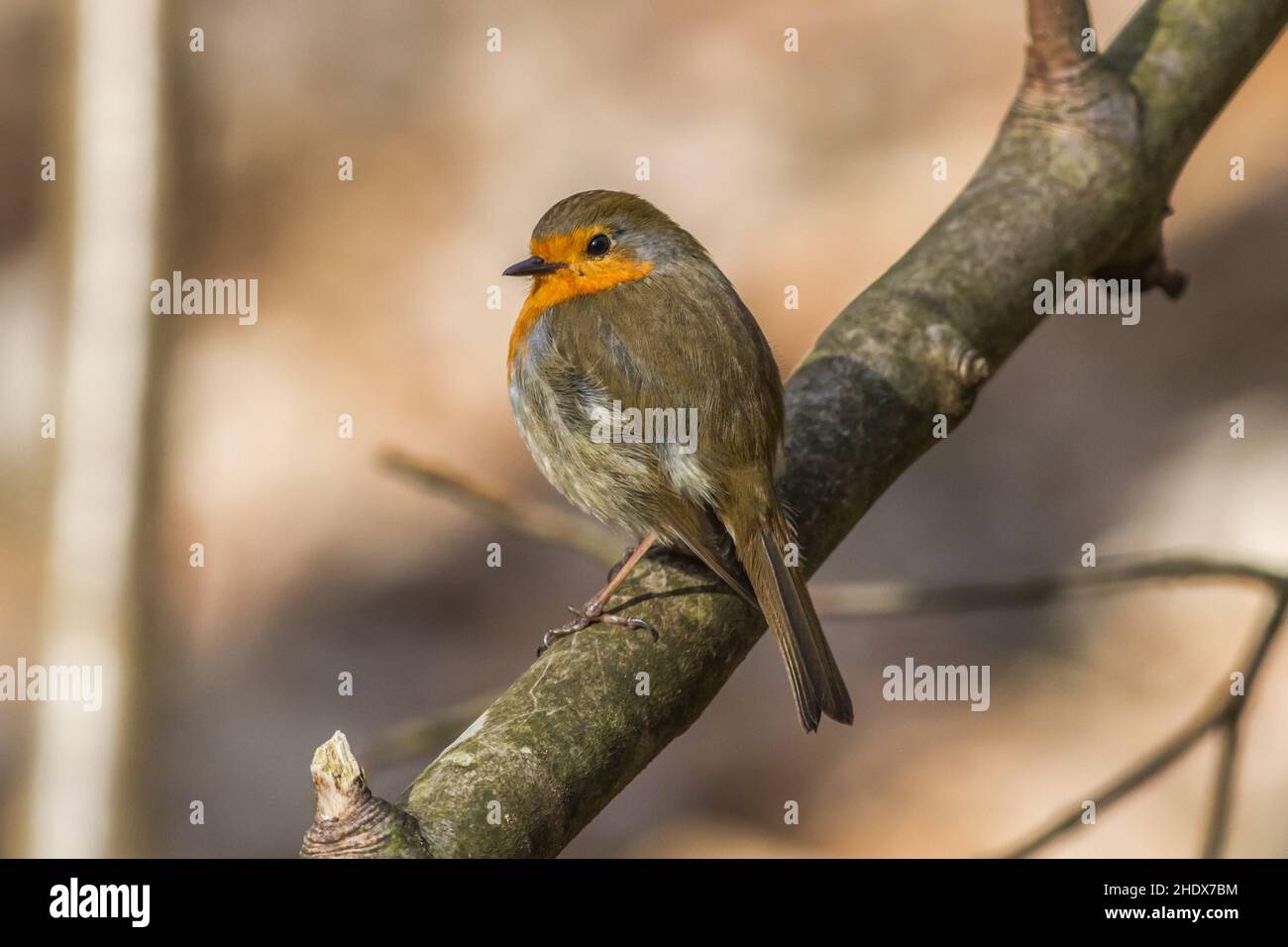 Robin rear view hi-res stock photography and images - Alamy