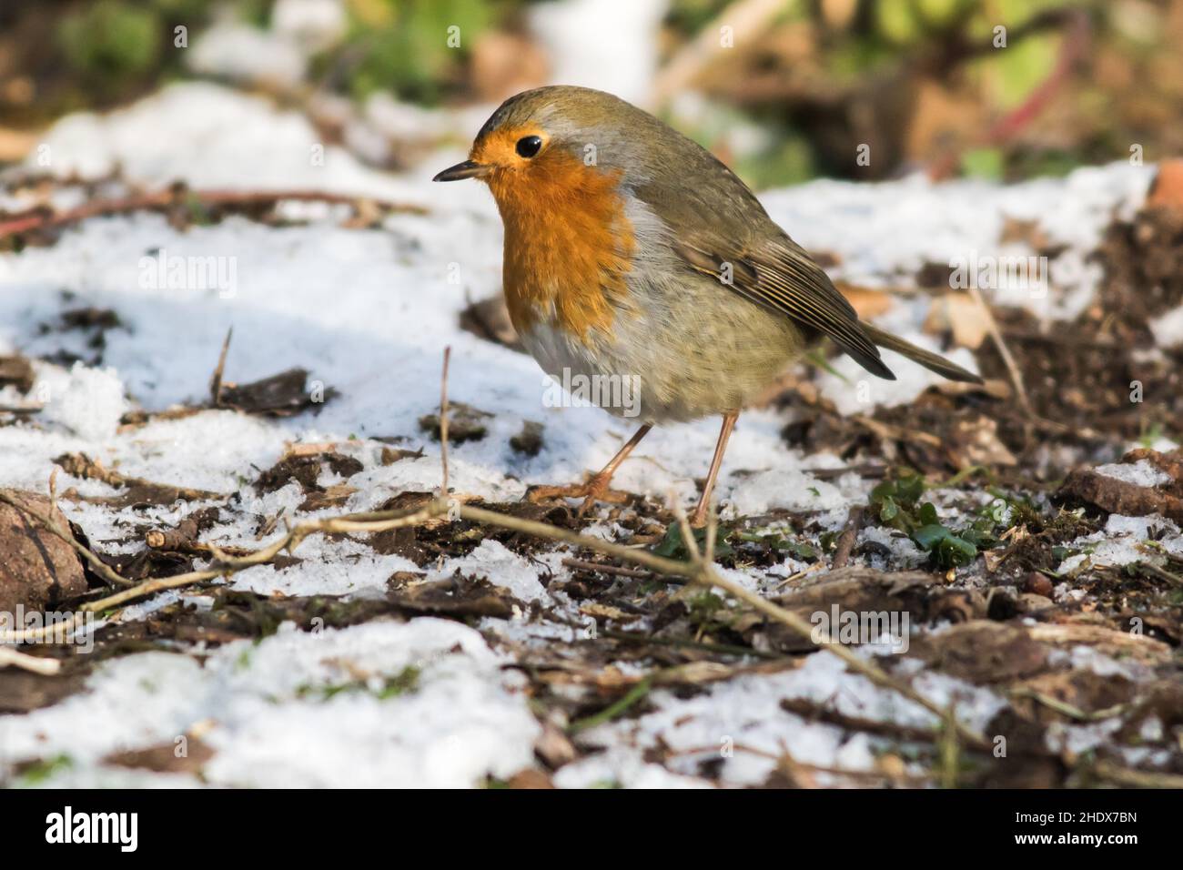 Robin sparrow hi-res stock photography and images - Alamy